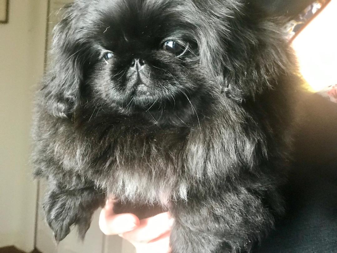 puppies - Happy Tail Pekingese