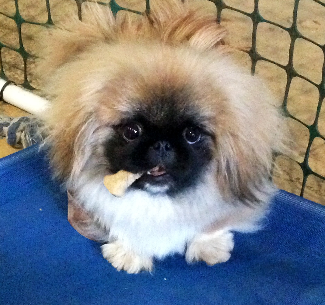 puppies - Happy Tail Pekingese