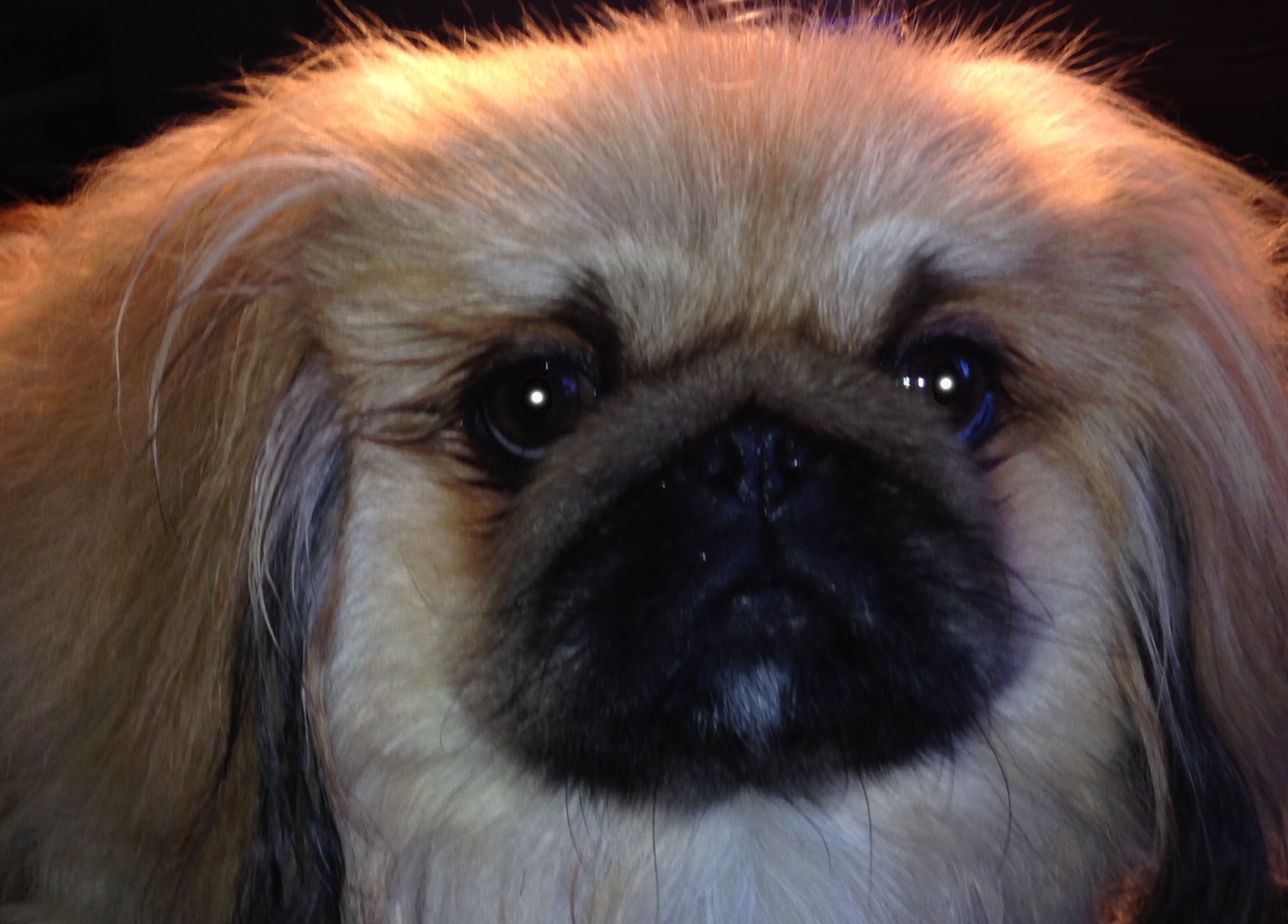 puppies - Happy Tail Pekingese